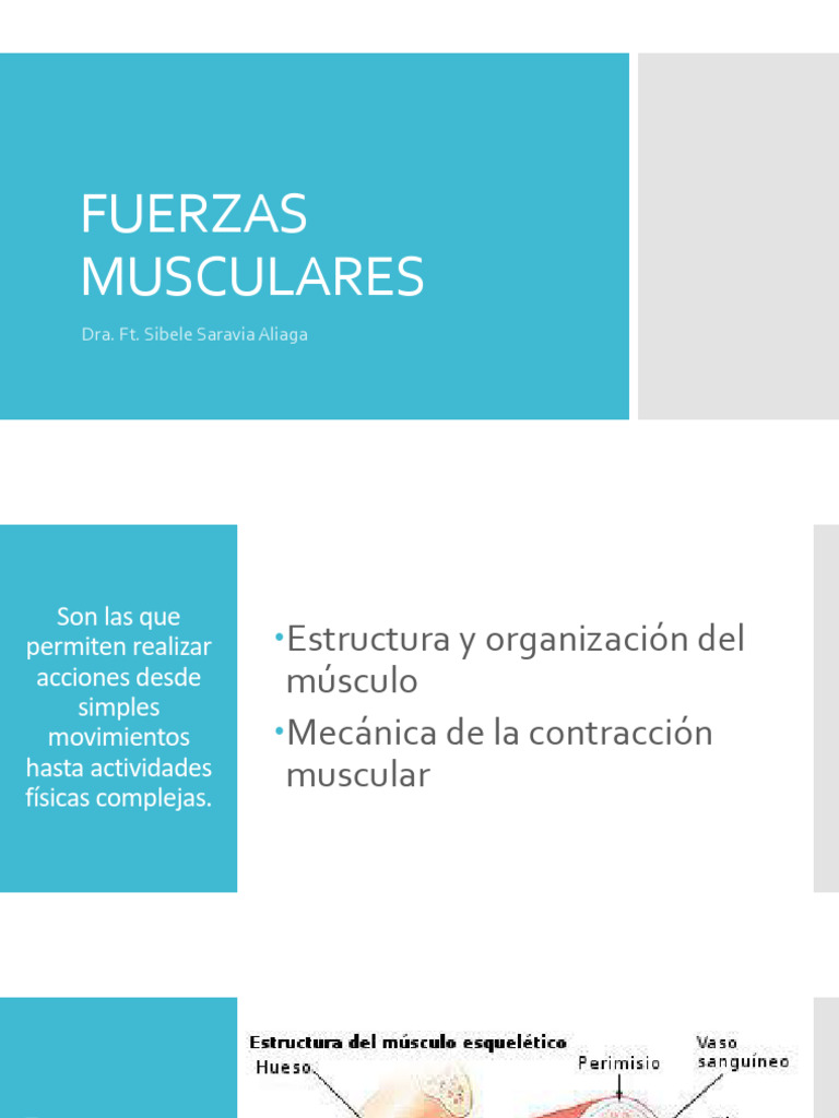 Fuerzas Musculares | PDF | Contracción muscular | Músculo