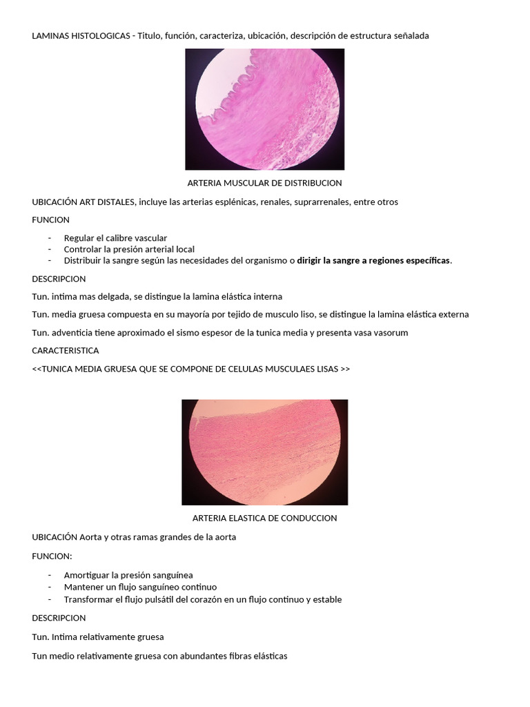 LAMINAS HISTOLOGICAS | PDF | Ganglio linfático | Piel