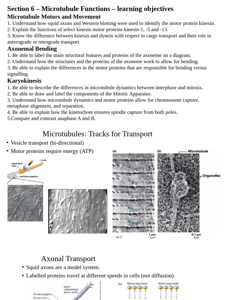 6+Microtubule+Functions 1 | PDF | Mitosis | Microtubule