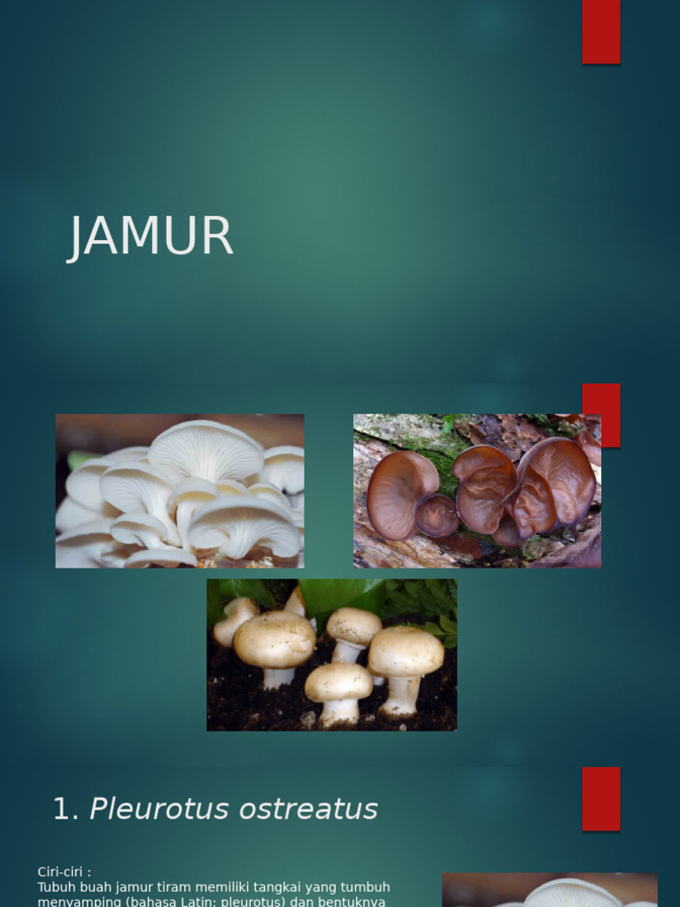 Jamur | PDF
