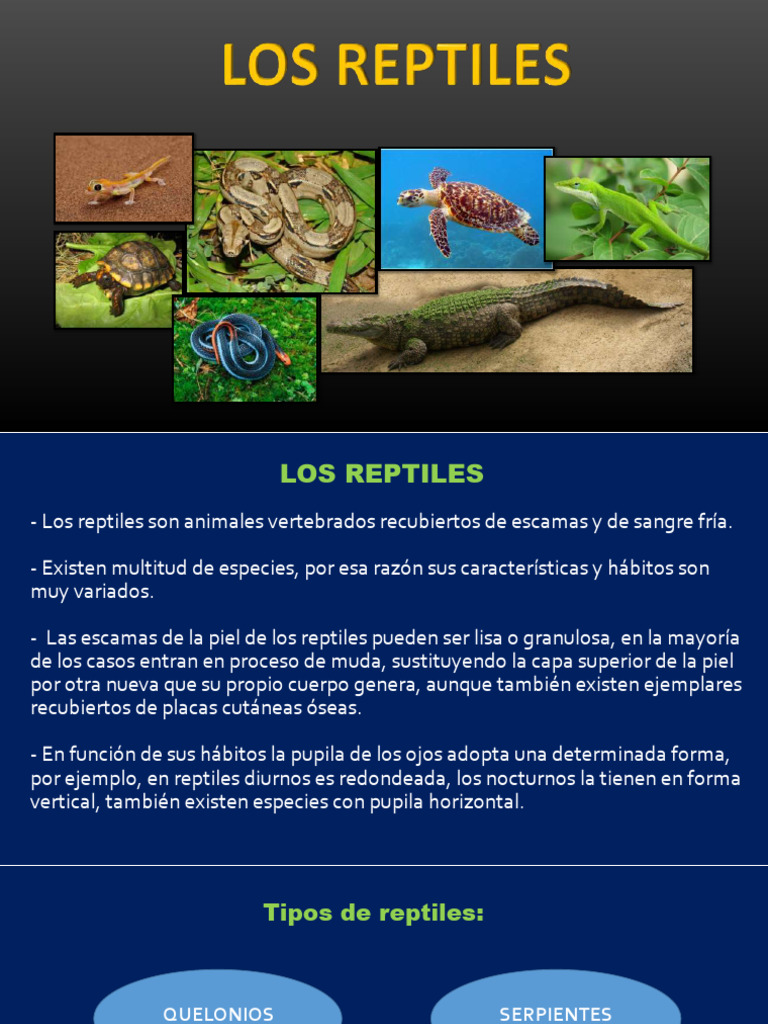 Características y tipos de reptiles | PDF | Tortuga | Lagartija