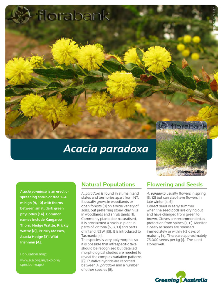 Fact Sheet Acacia Paradoxa | PDF | Botany | Plants