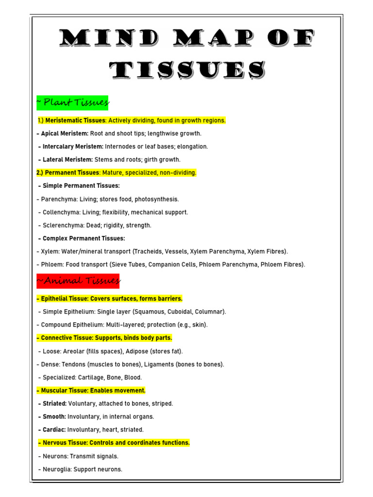 Tissues Mind Map | PDF