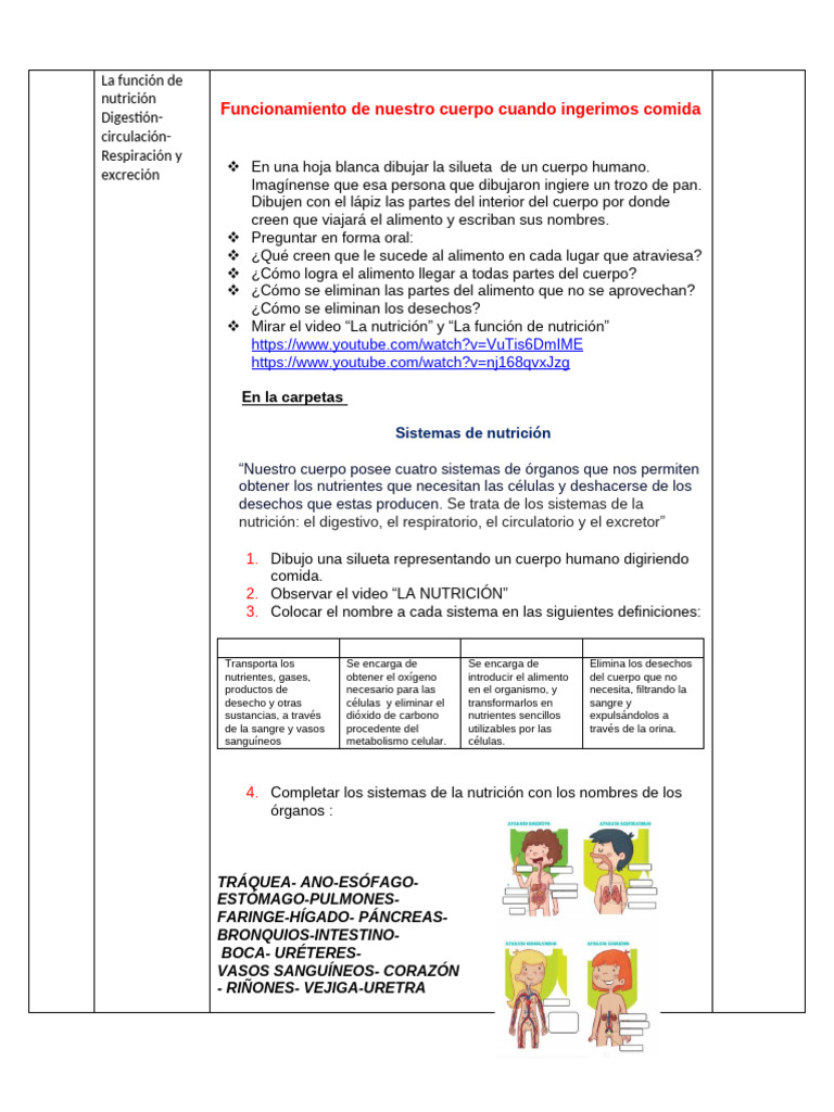 La Función de Nutrición 1 de Quinto de La Escuela | PDF | Excreción ...