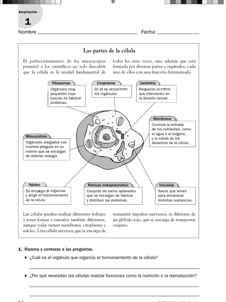 Partes Celula Lectura | PDF