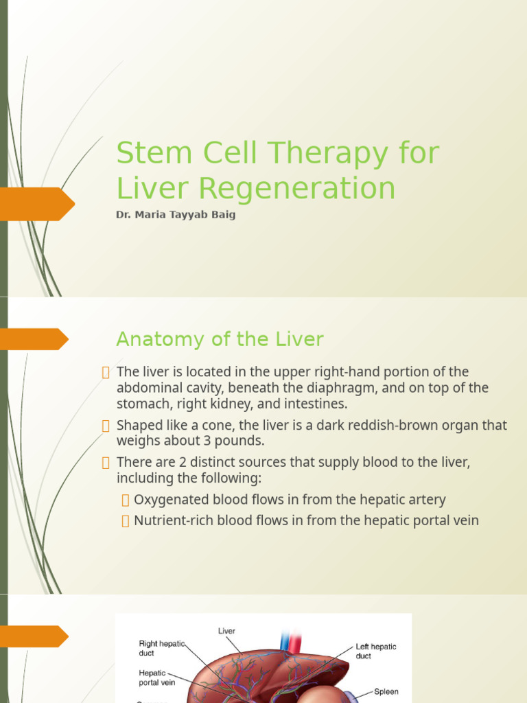 Stem Cells and Liver Regeneration | PDF | Liver | Mesenchymal Stem Cell