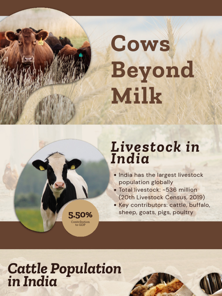 Cows: Beyond Milk in India's Economy | PDF | Biogas | Manure