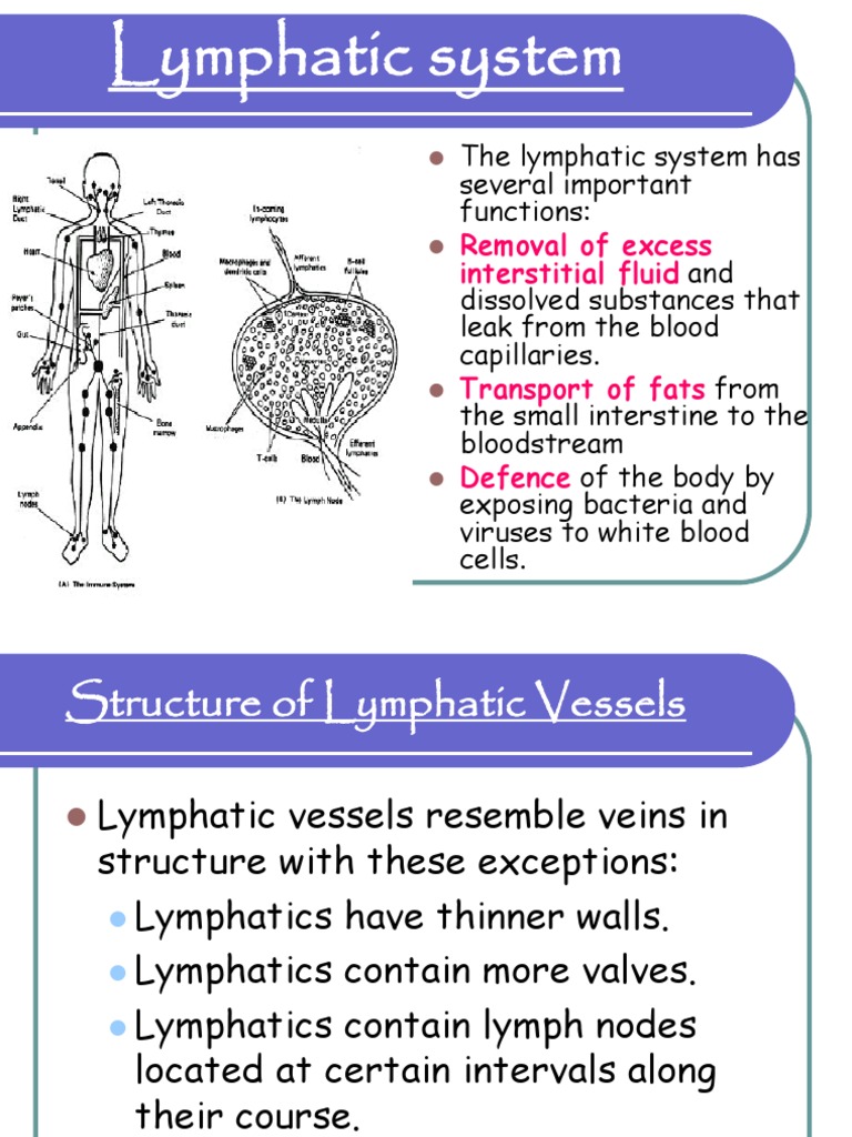 1.4 The Lymphatic System | PDF | Lymphatic System | Lymph