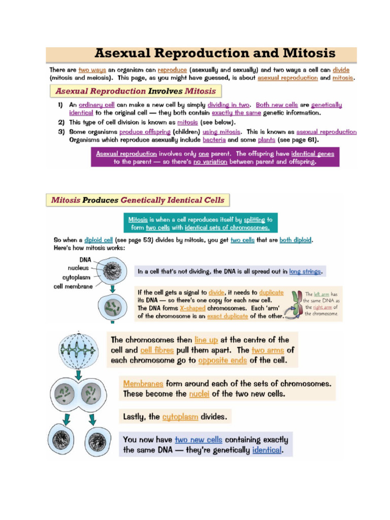 Mitosis and Meiosis Note | PDF