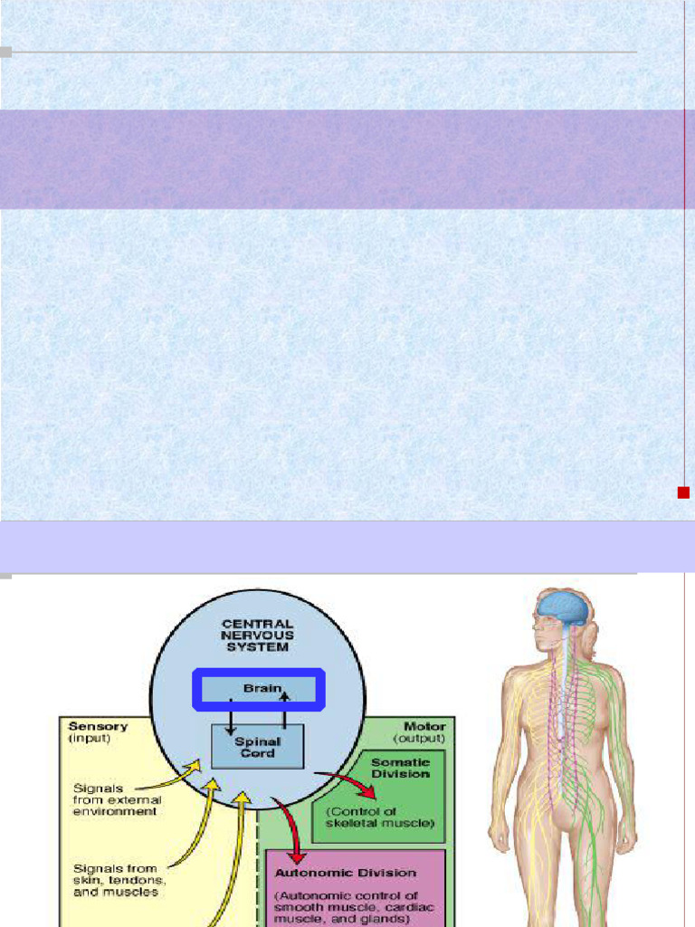 L24_High_cortical_function___PPT_Manio.pdf | PDF | Cerebral Cortex ...