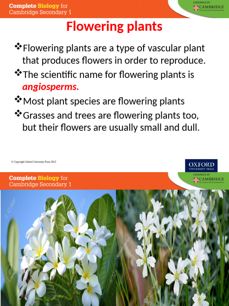 Overview of Flowering and Non-Flowering Plants | PDF