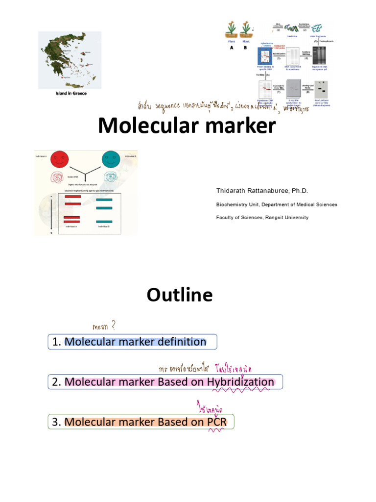 Lec 13 Molecular Marker | PDF