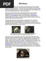 Catarrhini and Platyrrhini Overview | PDF | Monkey | Catarrhini