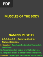 Female Muscle Anatomy Diagram | PDF | Musculoskeletal System | Soft Tissue