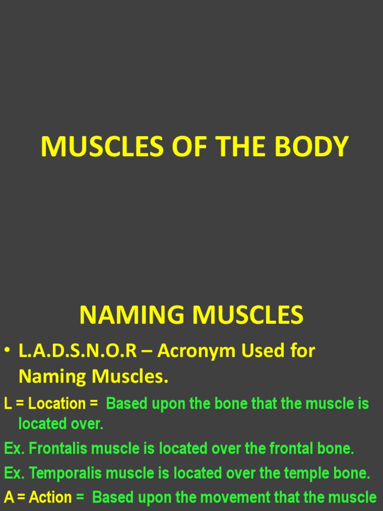 Naming and Identifying Muscles | Download Free PDF | Anatomical Terms ...
