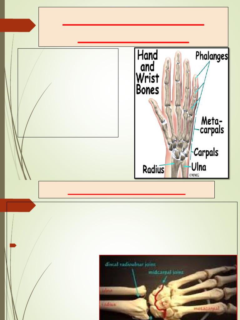 Mechanics of Wrist&Hand | PDF | Hand | Thumb
