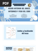 Anatomía del Brazo: Estructura y Función | PDF | Codo | Extremidades ...