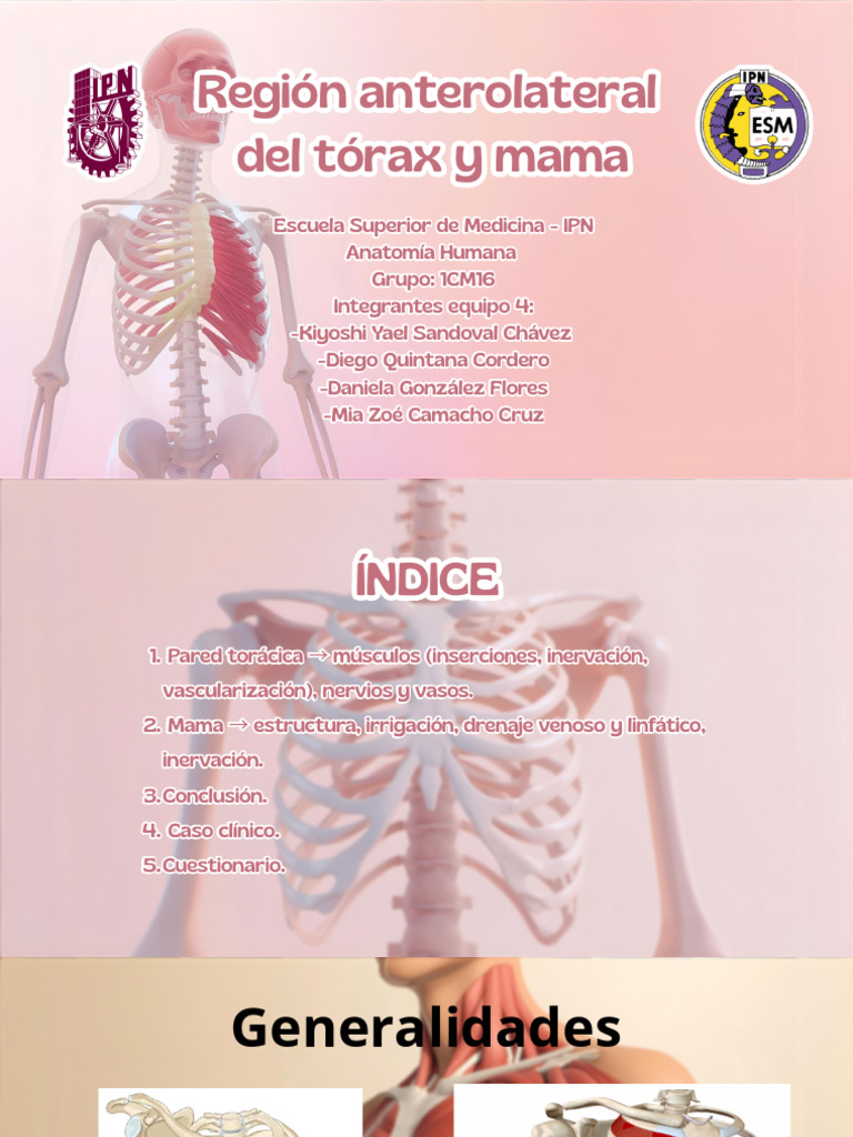 Región anterolateral del tórax y mama Equipo 4.pdf | PDF | Tórax | Vértebra