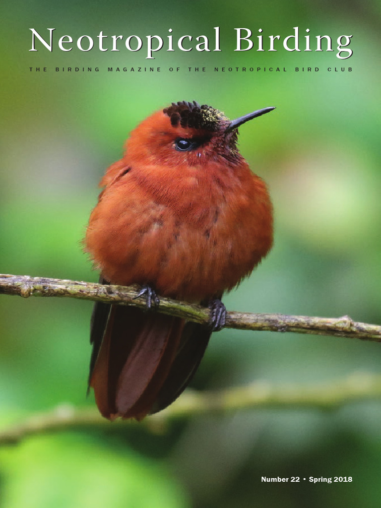 Neotropical Birding Spring 2018 Edition | PDF | Ornithology | Birds