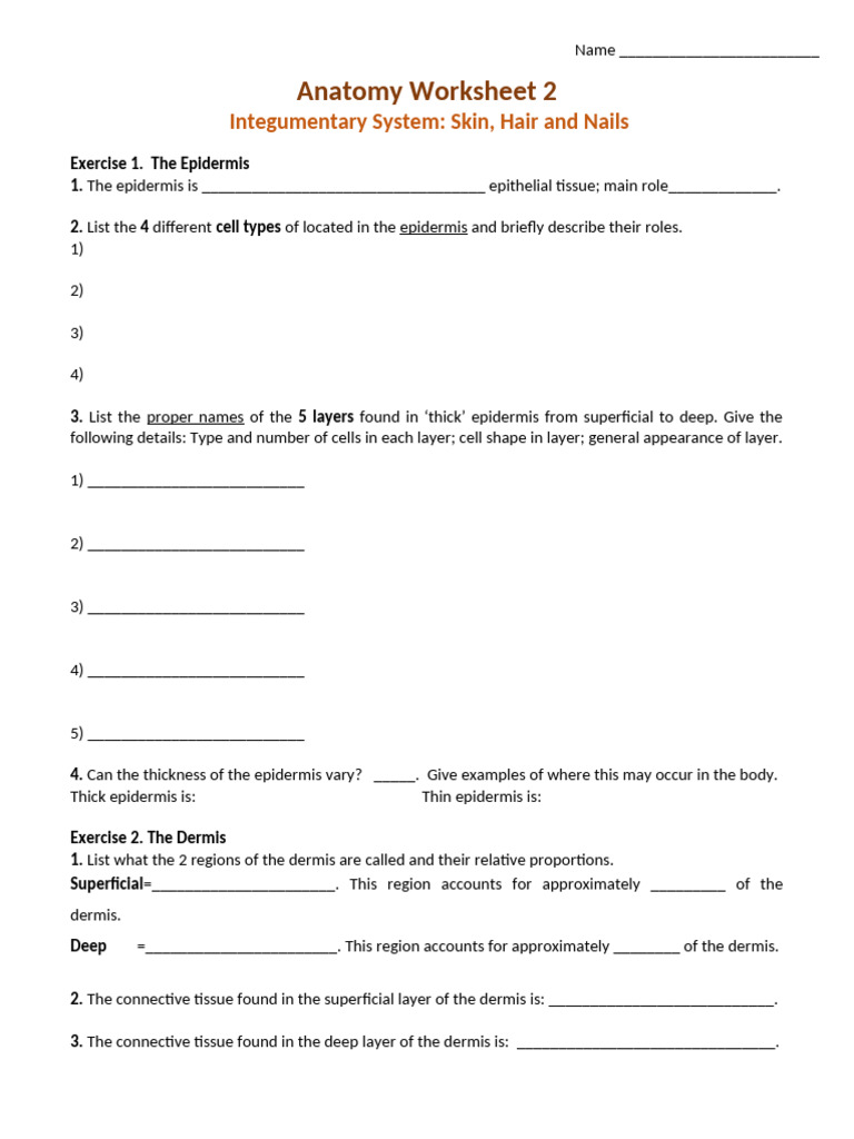 Anat WKST 2 Integument | PDF | Skin | Integumentary System