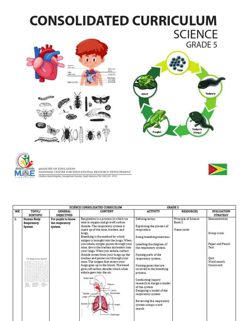 Grade 5 Science Curriculum Overview | PDF | Circulatory System ...