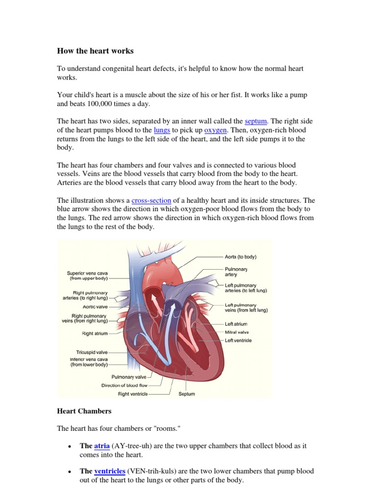 How The Heart Works: Septum Lungs Oxygen | PDF | Heart Valve | Heart