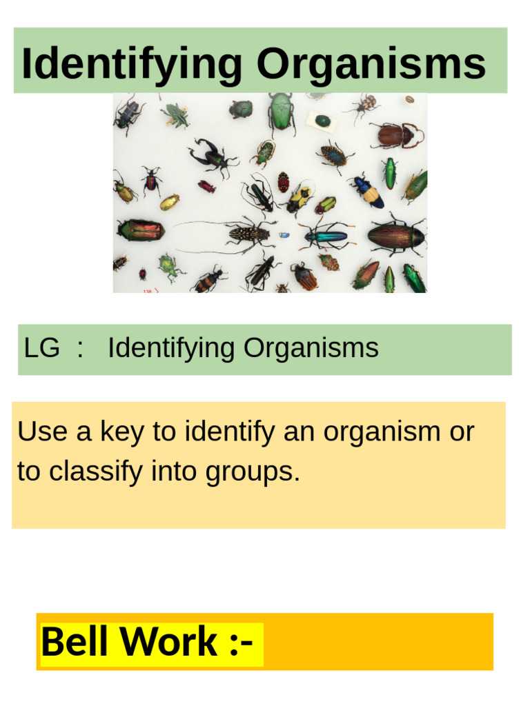 Identifying Organisms Using Keys | PDF