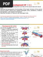 Frog Brain Development Process Explained | PDF | Cerebrum | Nervous System