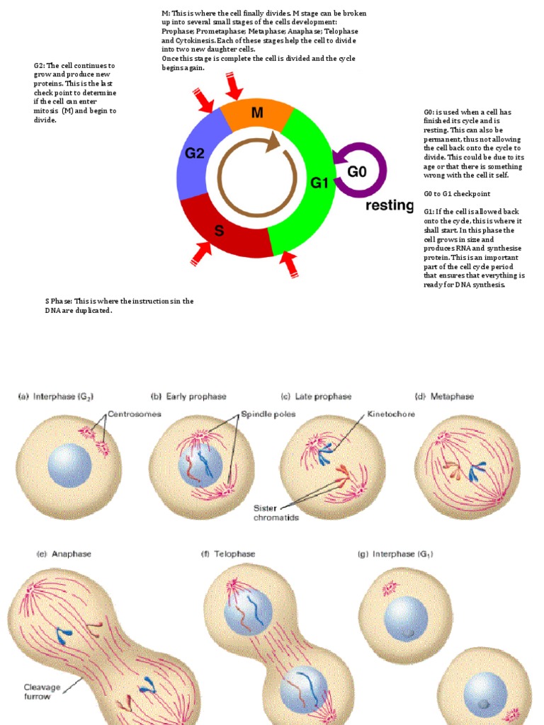 Cell Cycle. | PDF | Mitosis | Cell Cycle