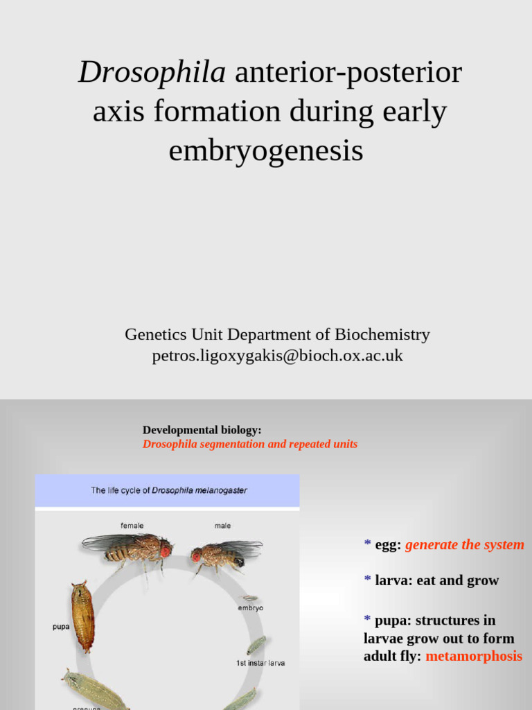 Drosophila Anterior-Posterior Axis Formation | PDF | Molecular Biology ...