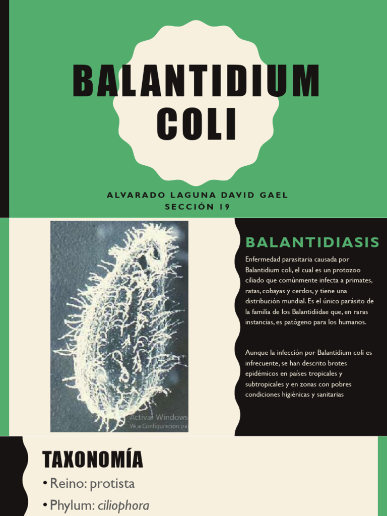 Balantidium coli-GaelAlvarado | PDF | Enfermedades y trastornos ...