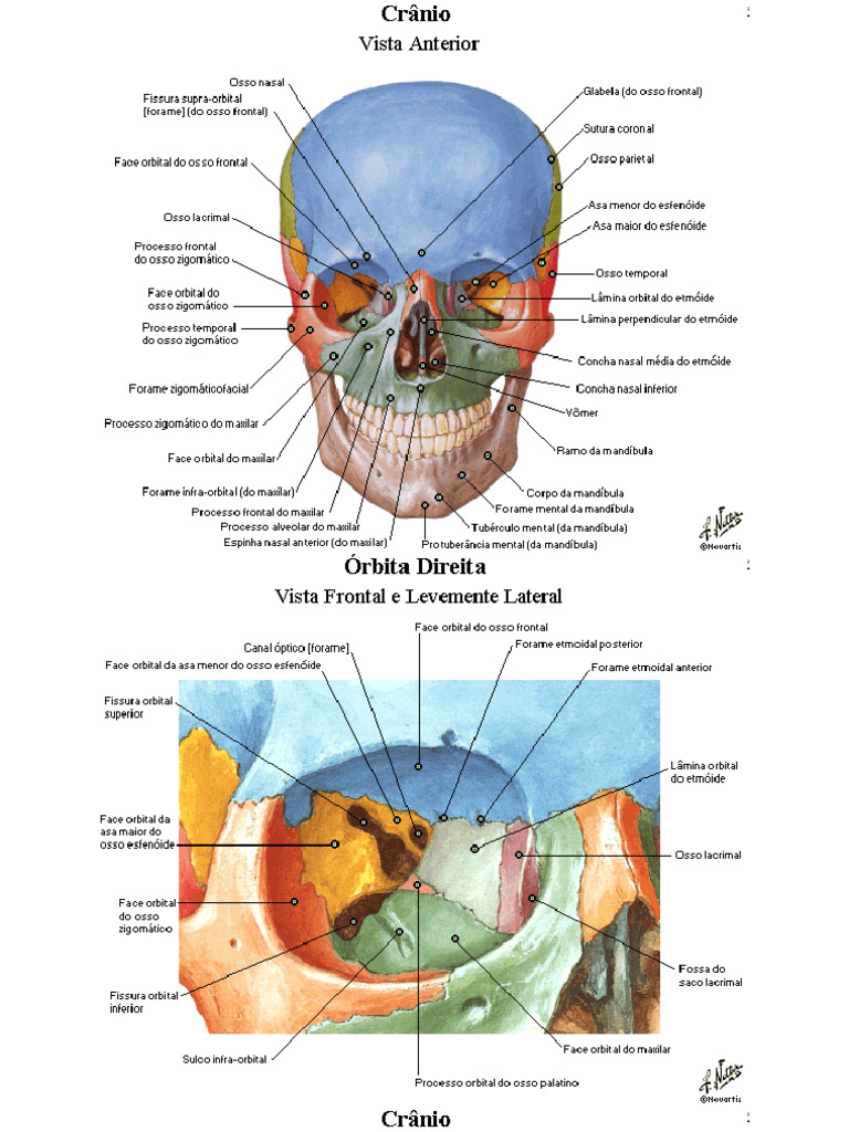 Atlas de Anatomia Netter | PDF