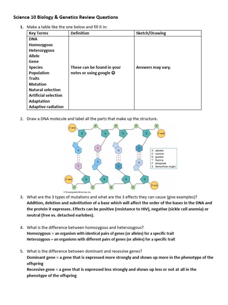 Biology & Genetics Review Questions Guide | PDF | Genotype | Dominance ...