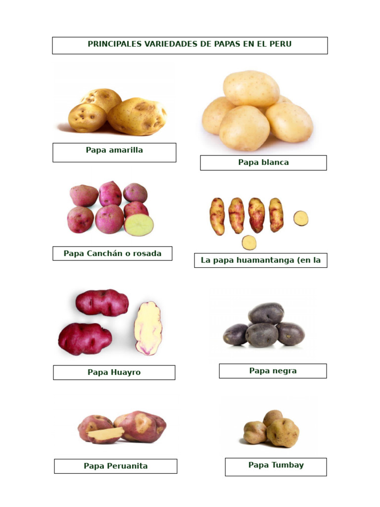 Variedades de Papas | PDF