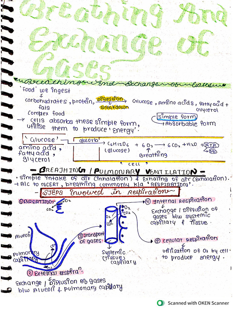 Full Notes of - BREATHING AND EXCHANGE OF GASES | PDF