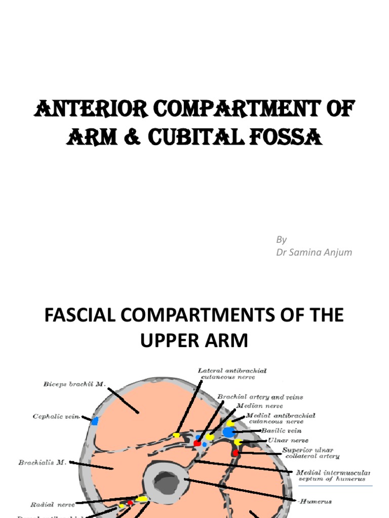 Anterior Compartment of Arm & Cubital Fossa | Arm | Elbow
