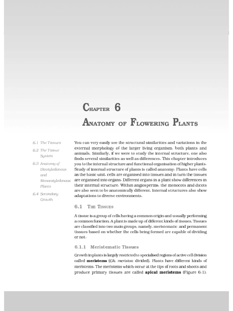 Anatomy of Flowering Plants - Biology | PDF