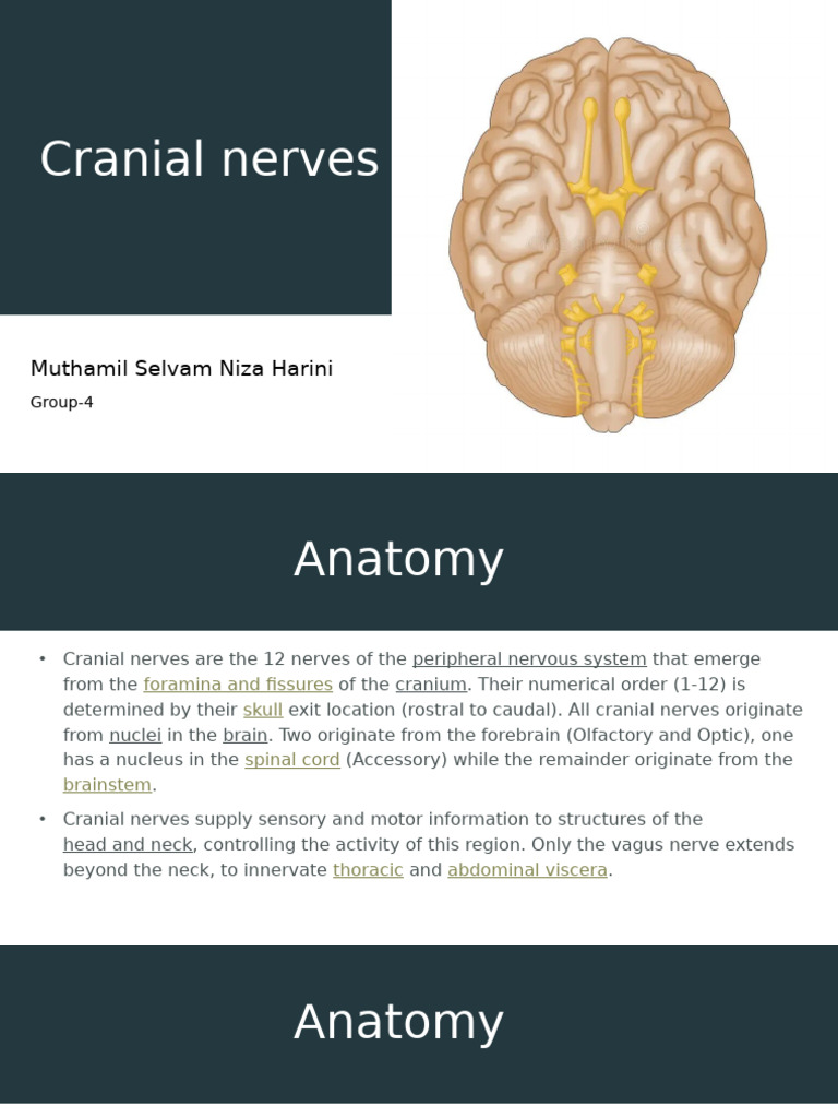 Overview of Cranial Nerves and Functions | PDF | Vagus Nerve | Neuroanatomy