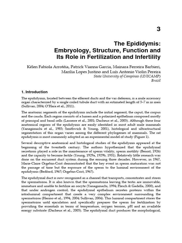Epididymis: Structure, Function, and Role | PDF | Androgen | Testicle