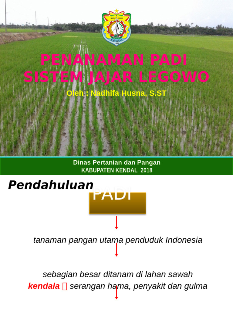 Sistem Jajar Legowo dalam Penanaman Padi | PDF