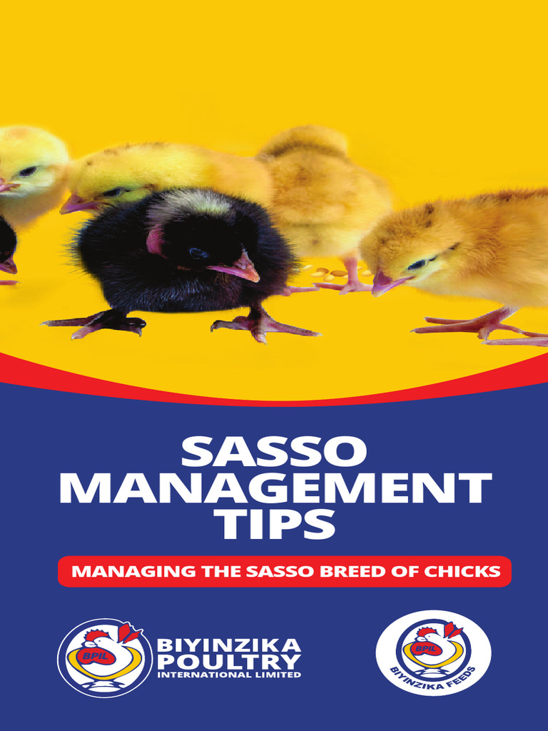 Sasso Chicken Management Guide | PDF | Chicken | Broiler