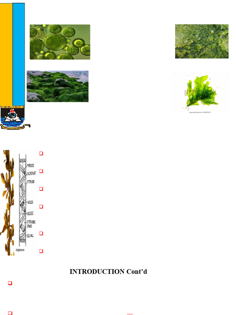Algae and Lichen: Key Differences | PDF | Algae | Fungus