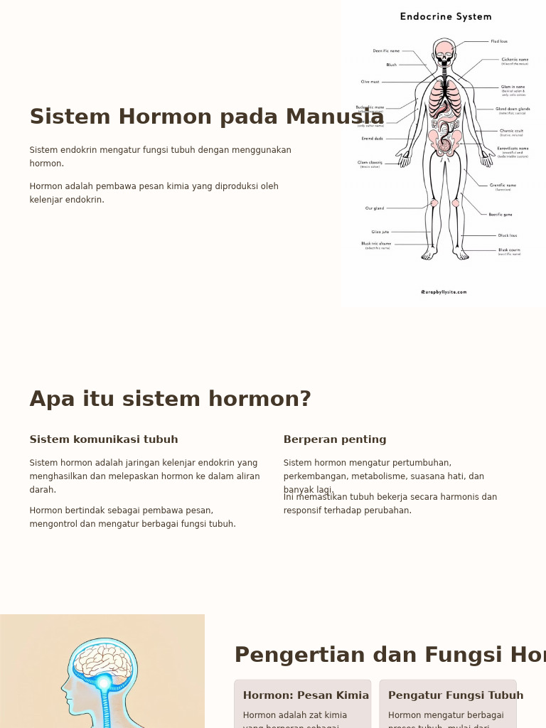 Sistem Hormon Pada Manusia | PDF