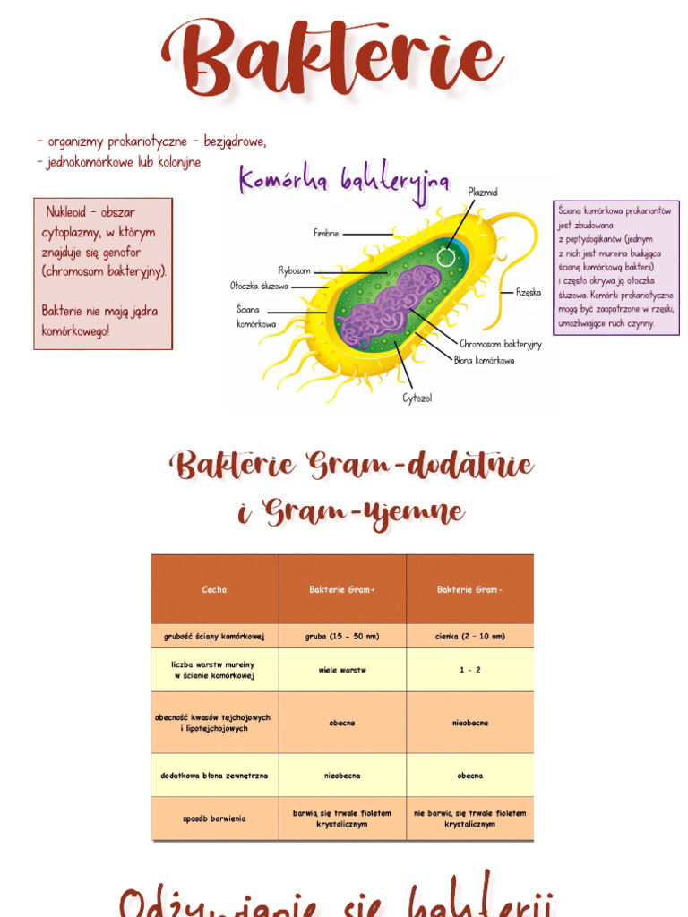 Bak Terie | PDF