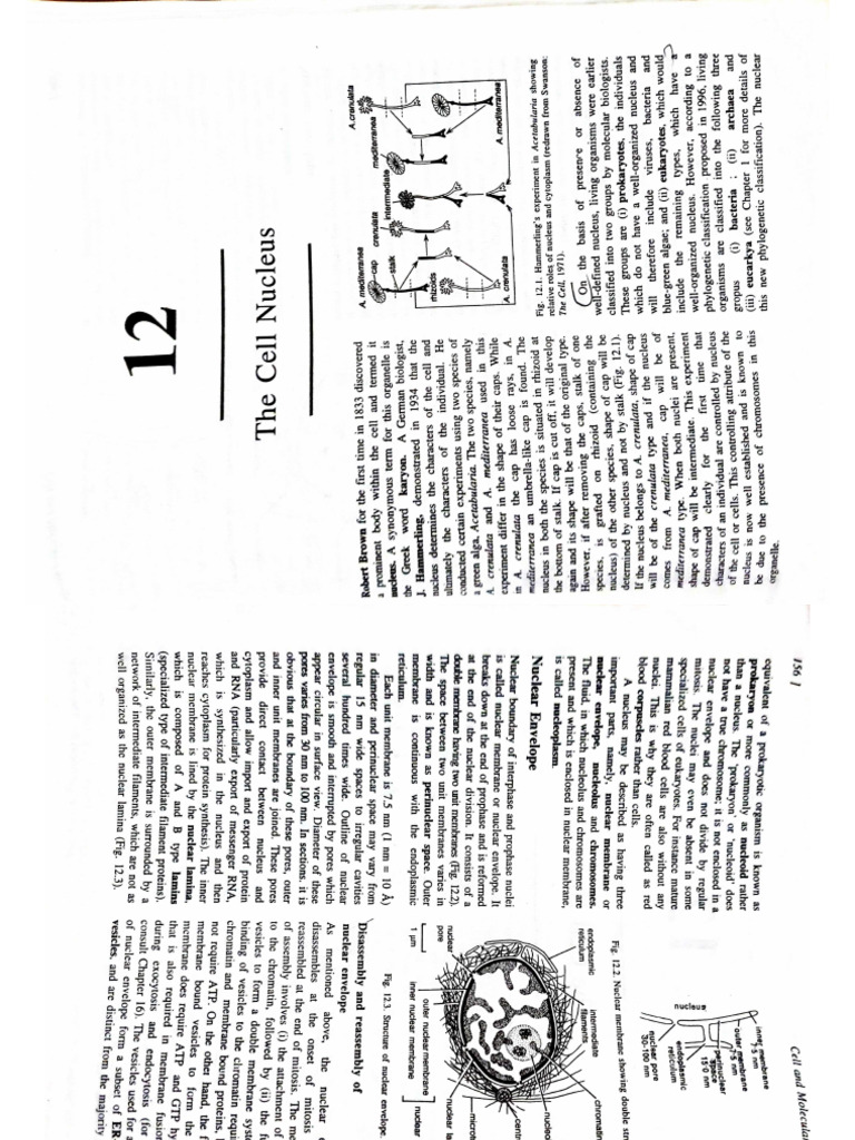Nucleus | PDF