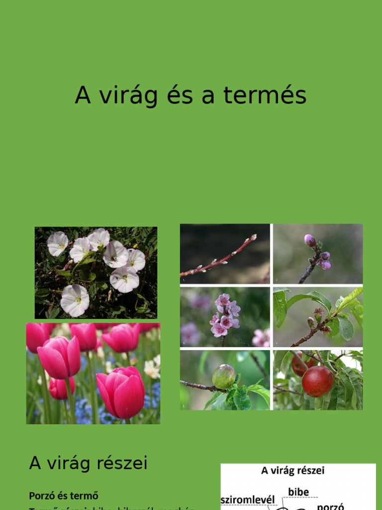 A Virág És A Termés | PDF