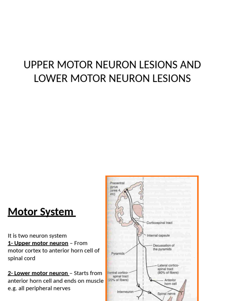 Upper Motor Neuron Lesion and Lower Motor Neuron Lesion | PDF | Motor ...
