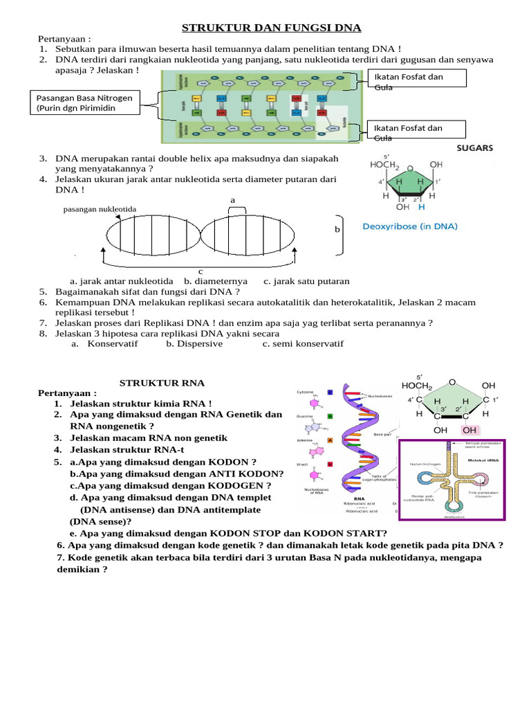 Struktur dan Fungsi DNA serta RNA | PDF