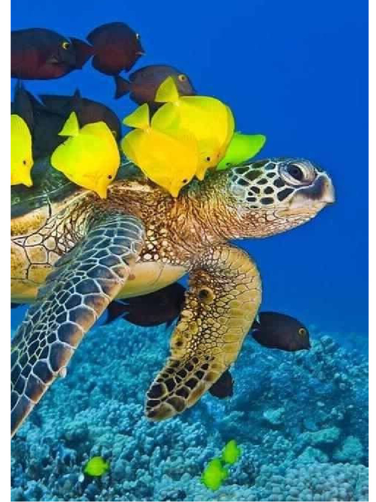 Sea Turtle | PDF