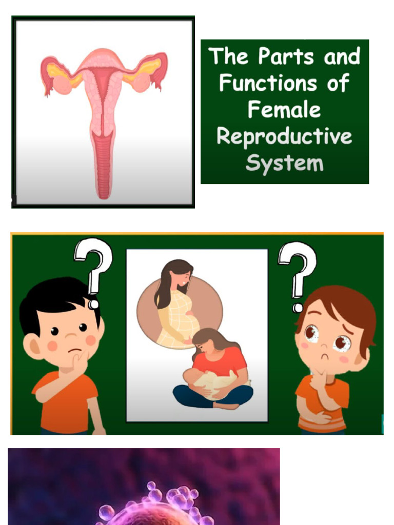 Female Reproductive Functions | PDF